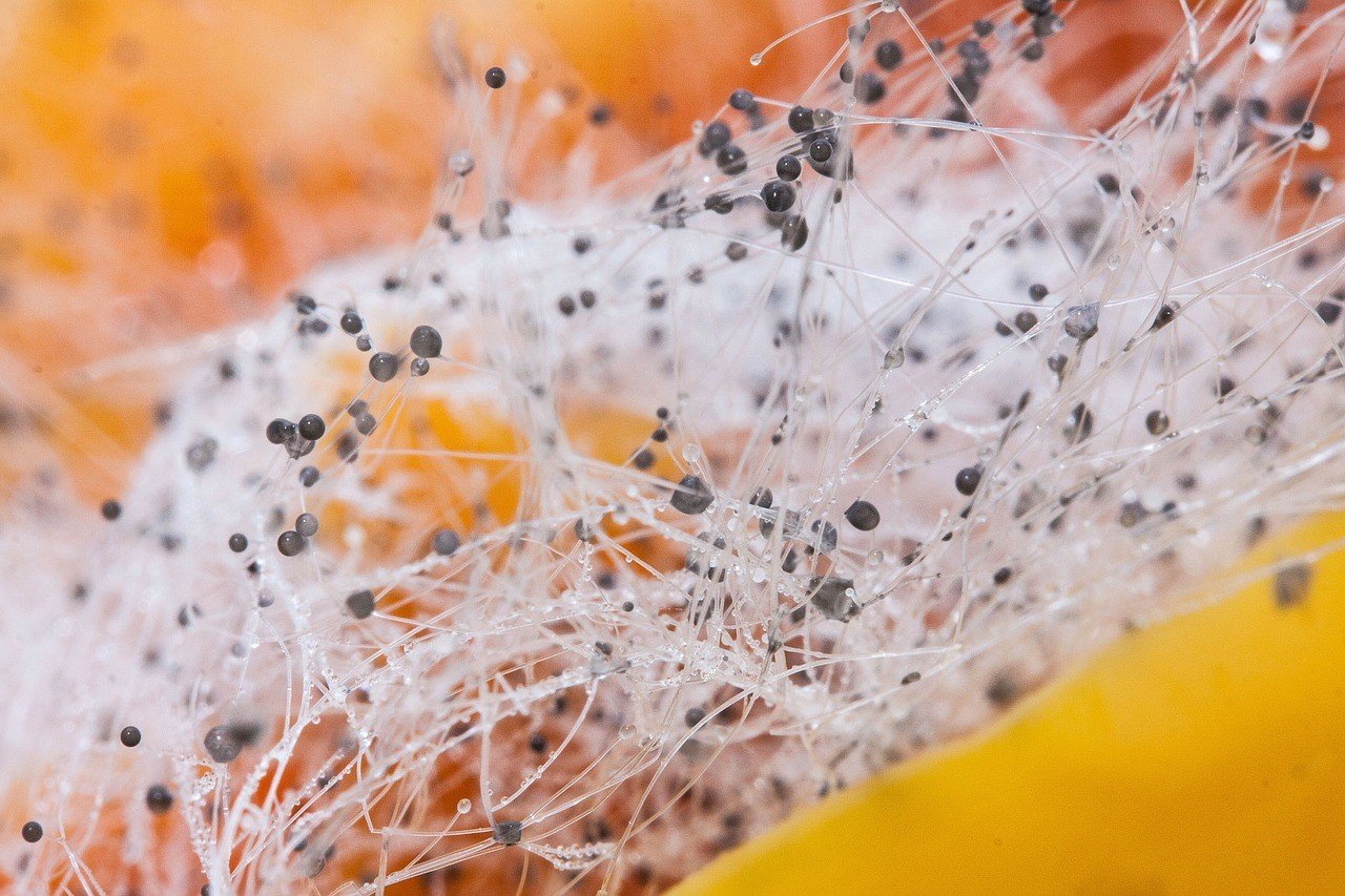 How to get rid of mold and mildew