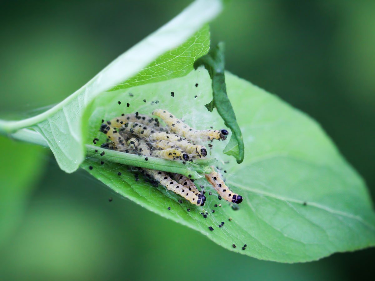 How to deal with oak processionary moth