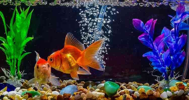 How to build an aquarium: expert method and tips