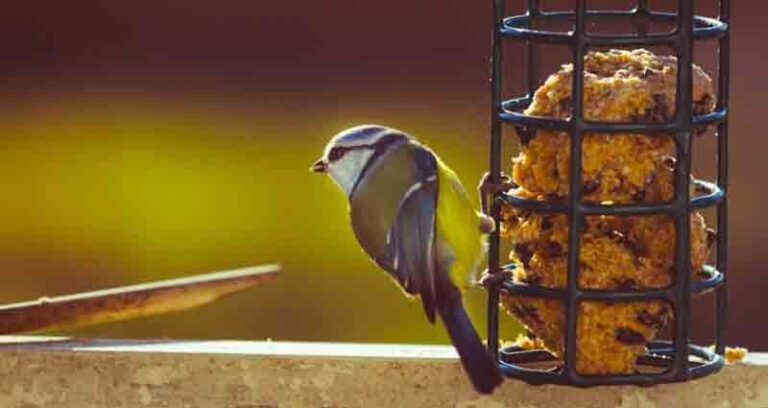 How to make a natural birdseed bell
