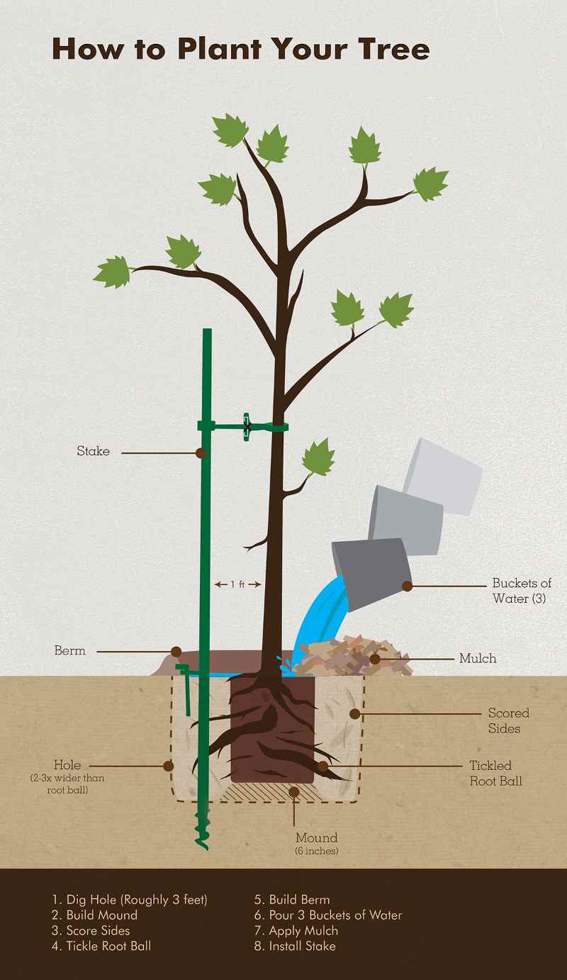 How to plant a tree: complete step-by-step guide for success