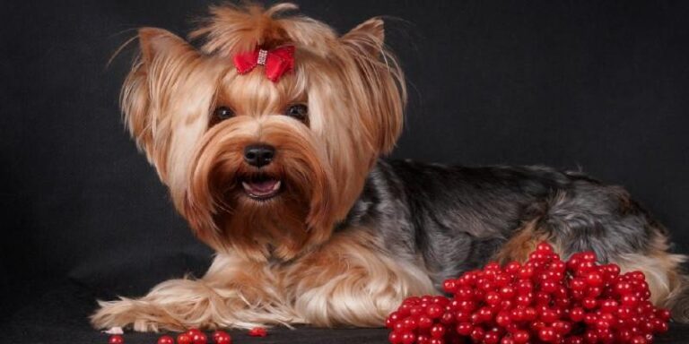 Cranberries for dogs or pups: how to use them safely